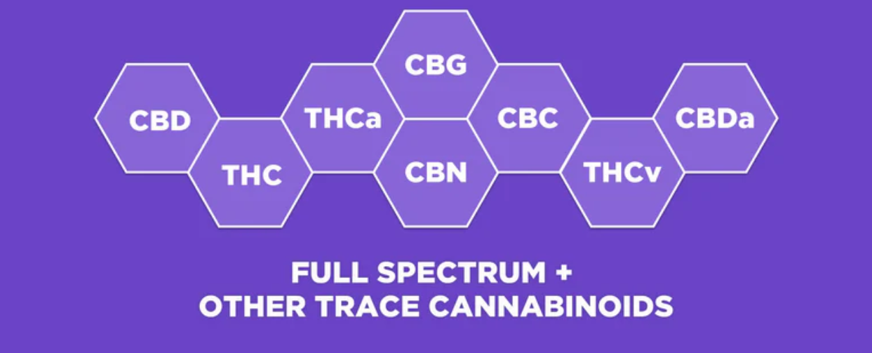 What Is the Entourage Effect? | Medterra CBD